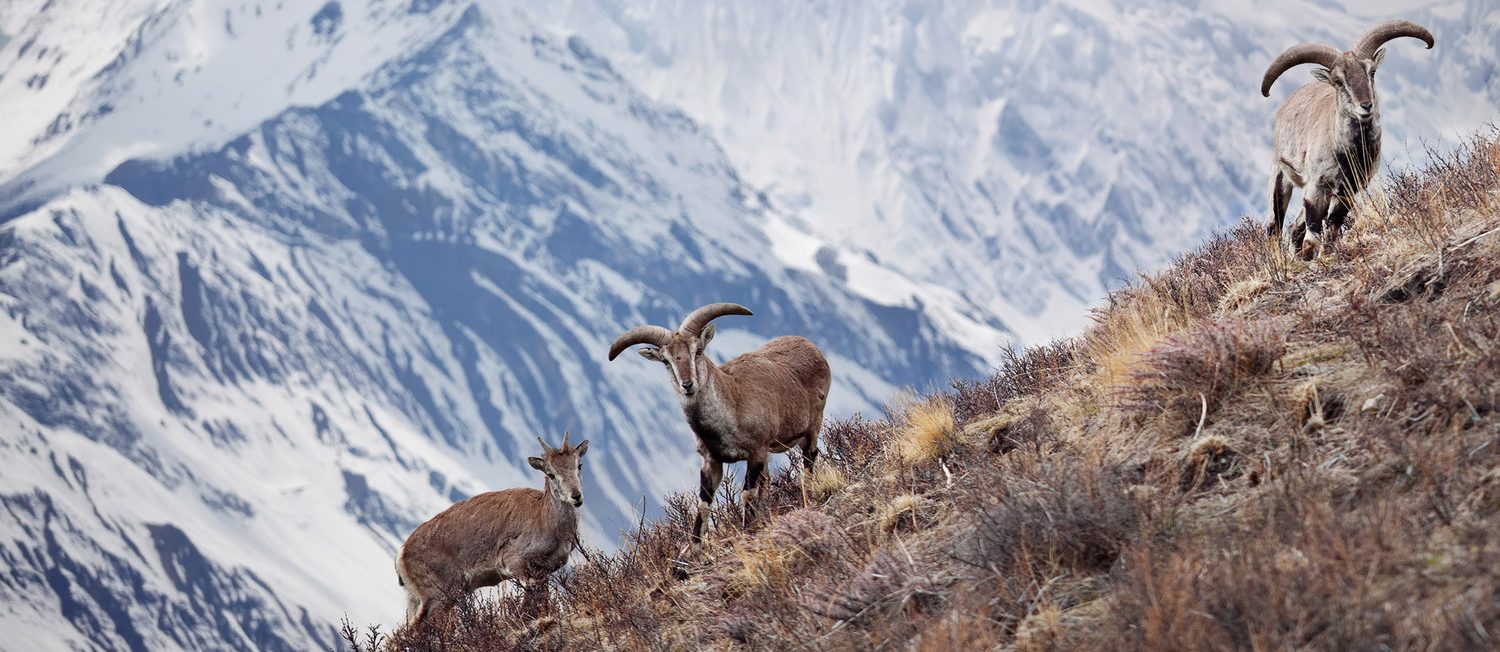 Blue Sheep Hunt In Shimshal Valley - Karakoram Adventure Holidays